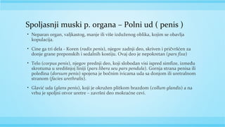 Muski polni organi | PPT