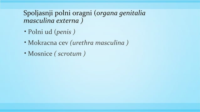 Muski polni organi | PPT