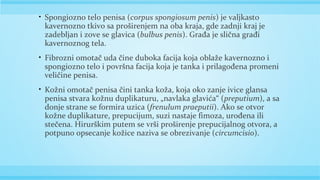 Muski polni organi | PPT