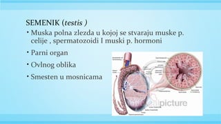 Muski polni organi | PPT