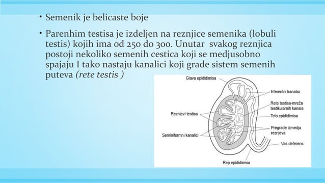 Muski polni organi | PPT