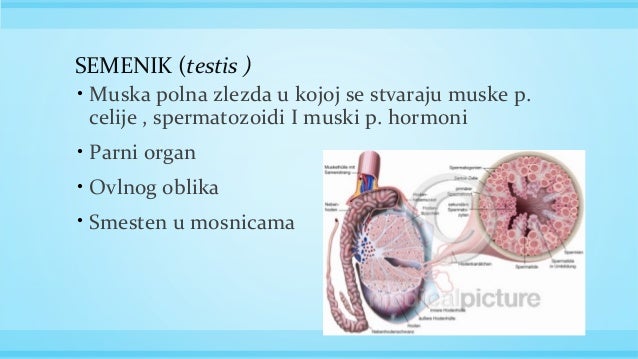 Muski polni organi