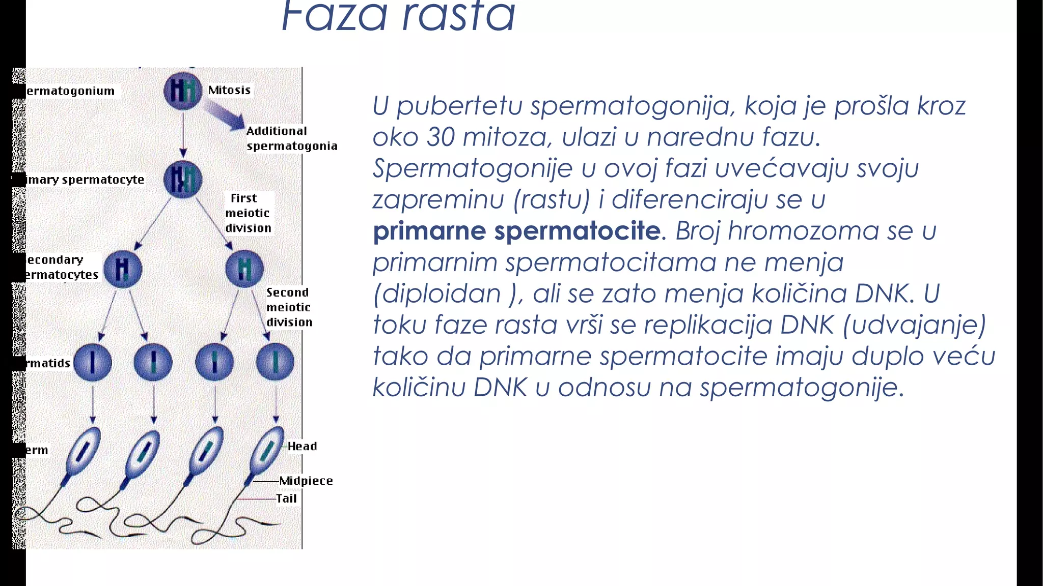 Muski polni organi | ODP