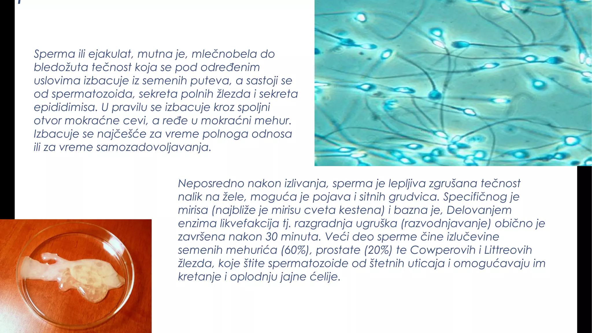 Muski polni organi | ODP