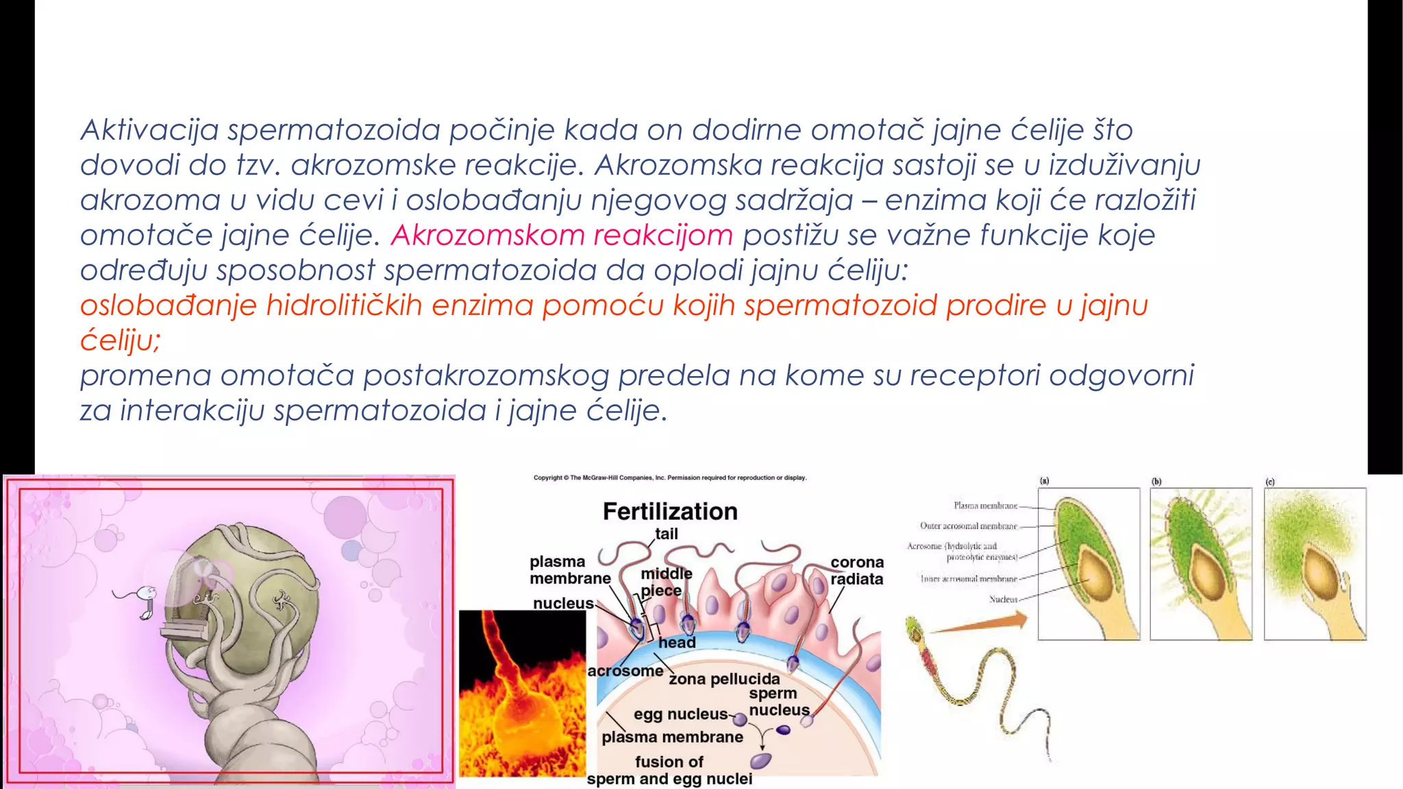 Muski polni organi | ODP