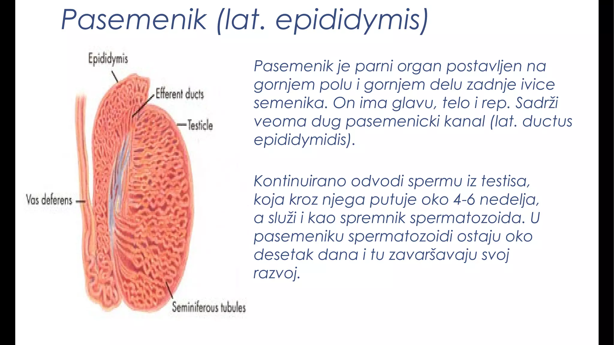 Muski polni organi | ODP
