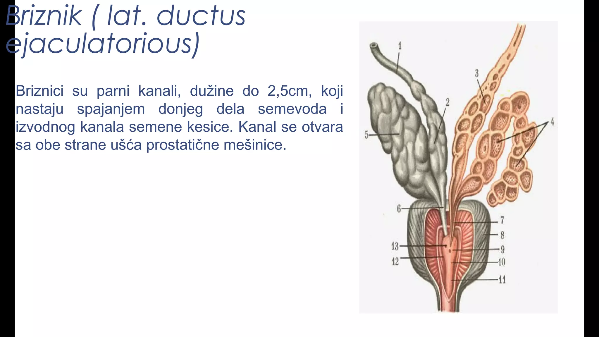 Muski polni organi | ODP