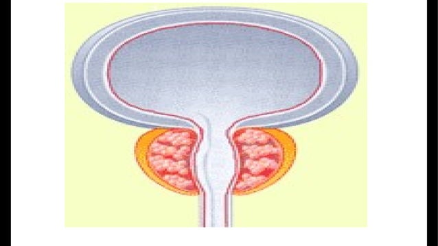 Muski polni organi | PPT