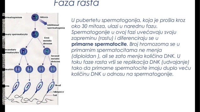 Muski polni organi | PPT