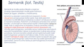 Muski polni organi | PPT