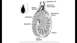 Muski polni organi | PPT