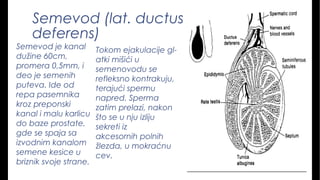 Muski polni organi | ODP