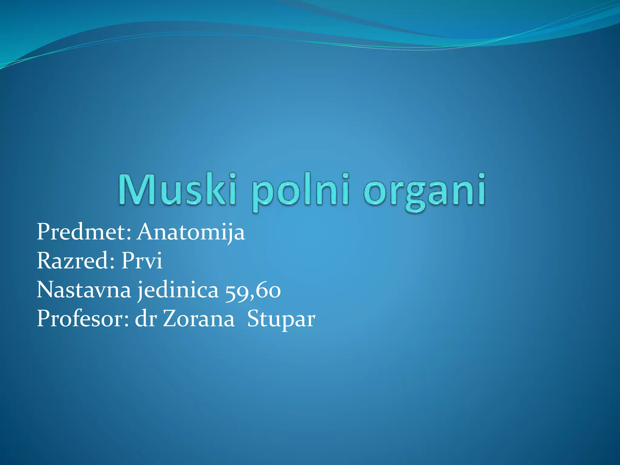Muski polni organi | PPT