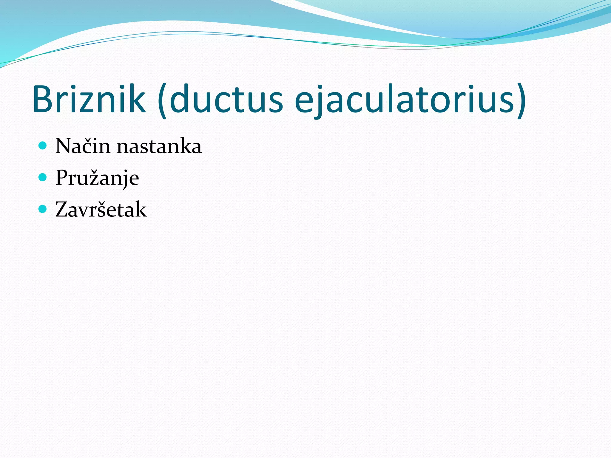 Muski polni organi | PPTX