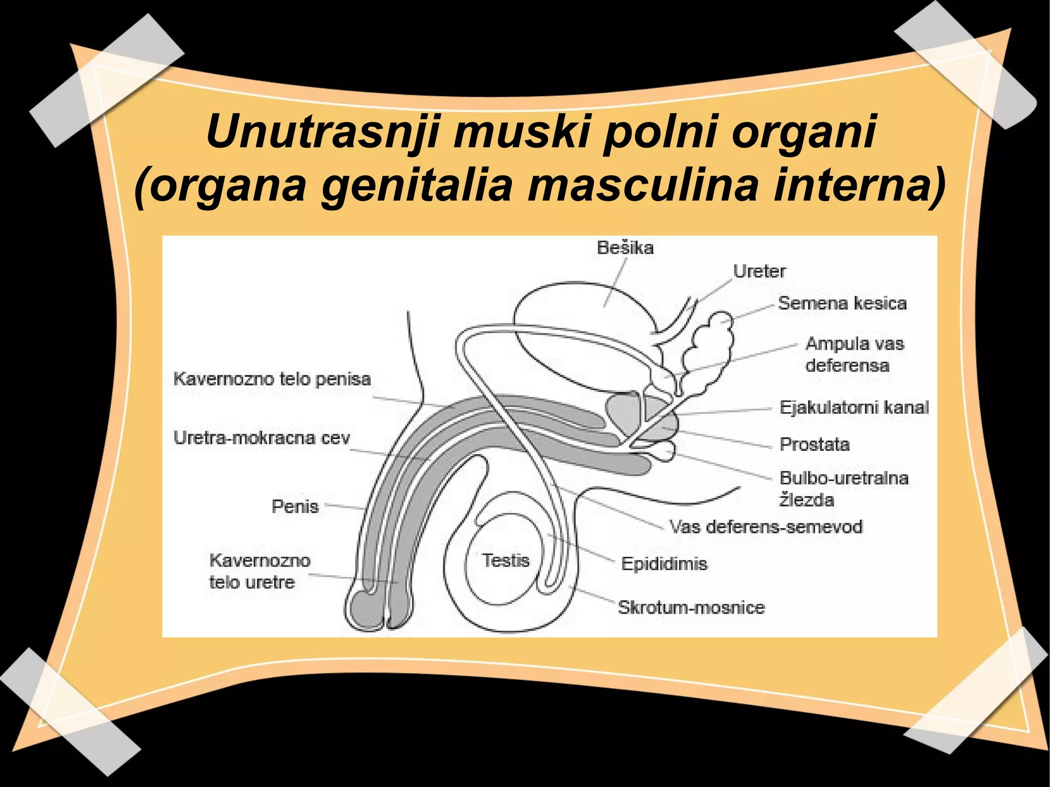 Muski polni organi mitrovic marina i 3 | PDF