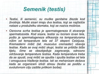 Muski polni organi mitrovic marina i 3 | PDF