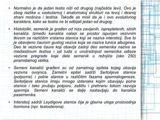 Muski polni organi mitrovic marina i 3 | PDF