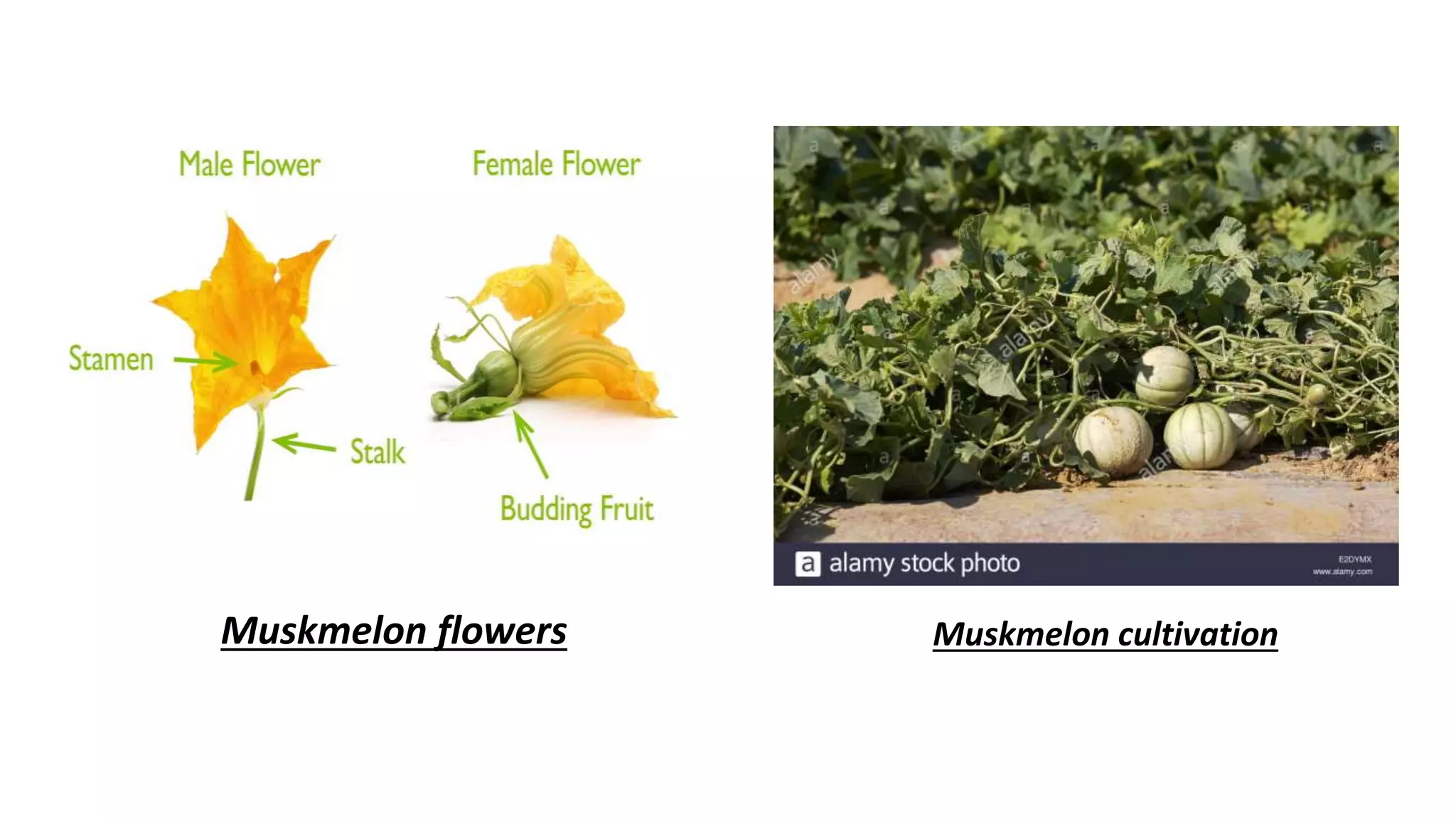 Muskmelon | PPTX