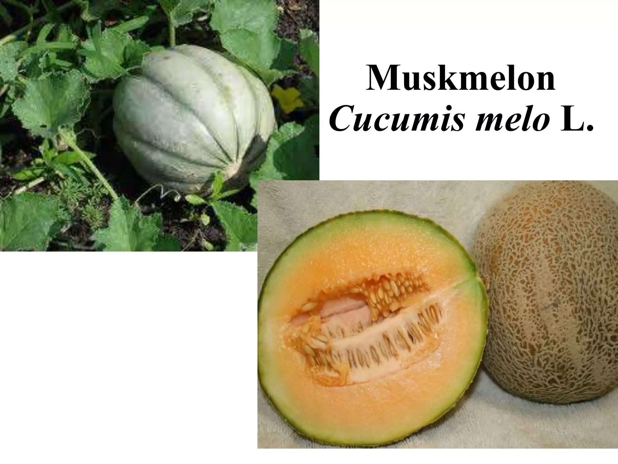 Muskmelon | PPTX