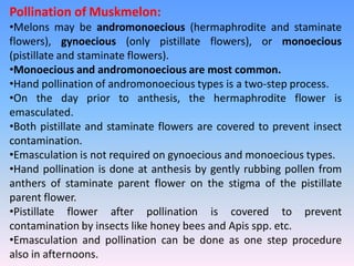 Muskmelon breeding | PDF