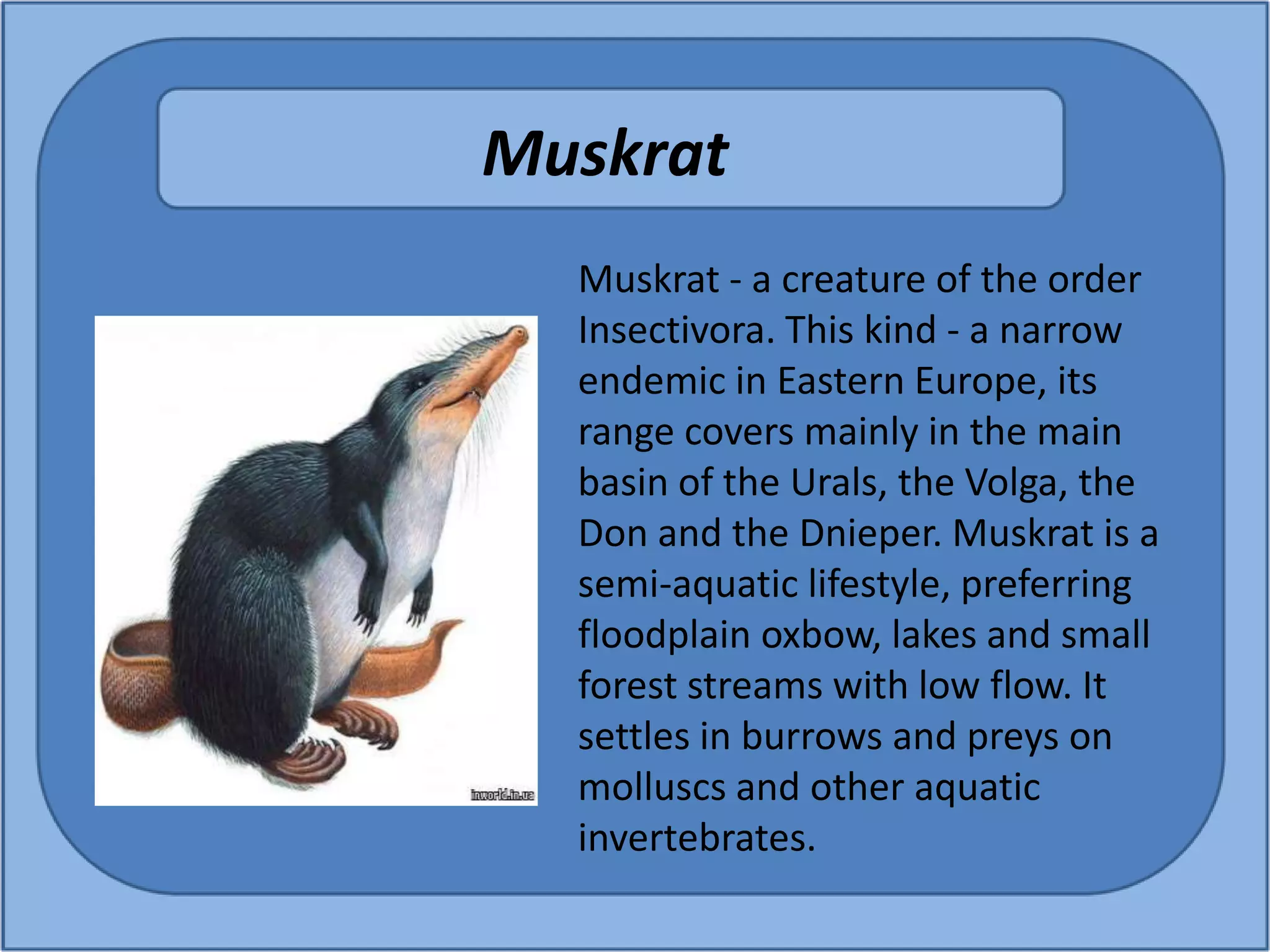 Muskrat | PPT