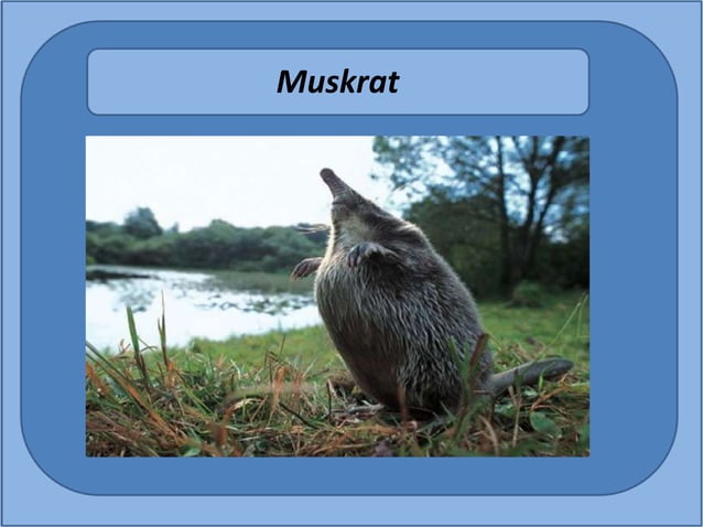 Muskrat | PPT