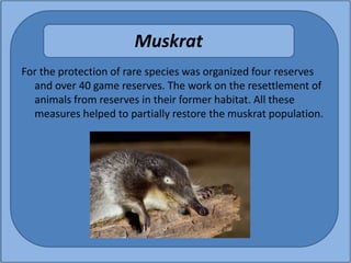 Muskrat | PPTX | Zoos & Aquariums | Attractions