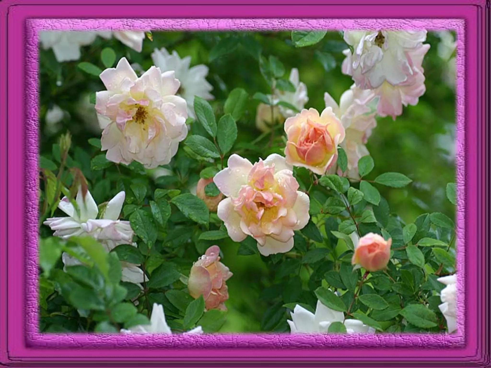 Musk Roses | PPS