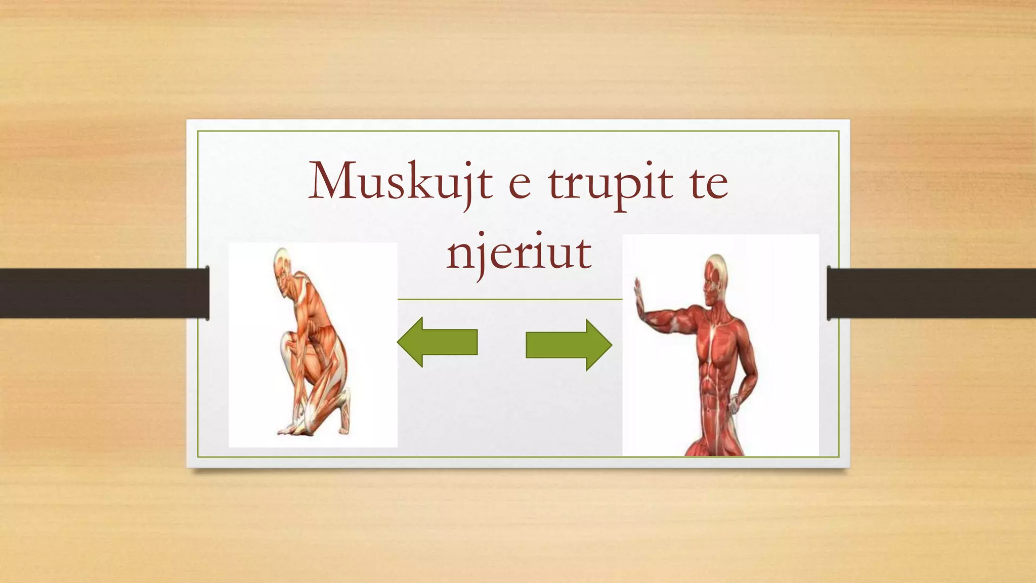 Muskujt e trupit te njeriut | PPTX