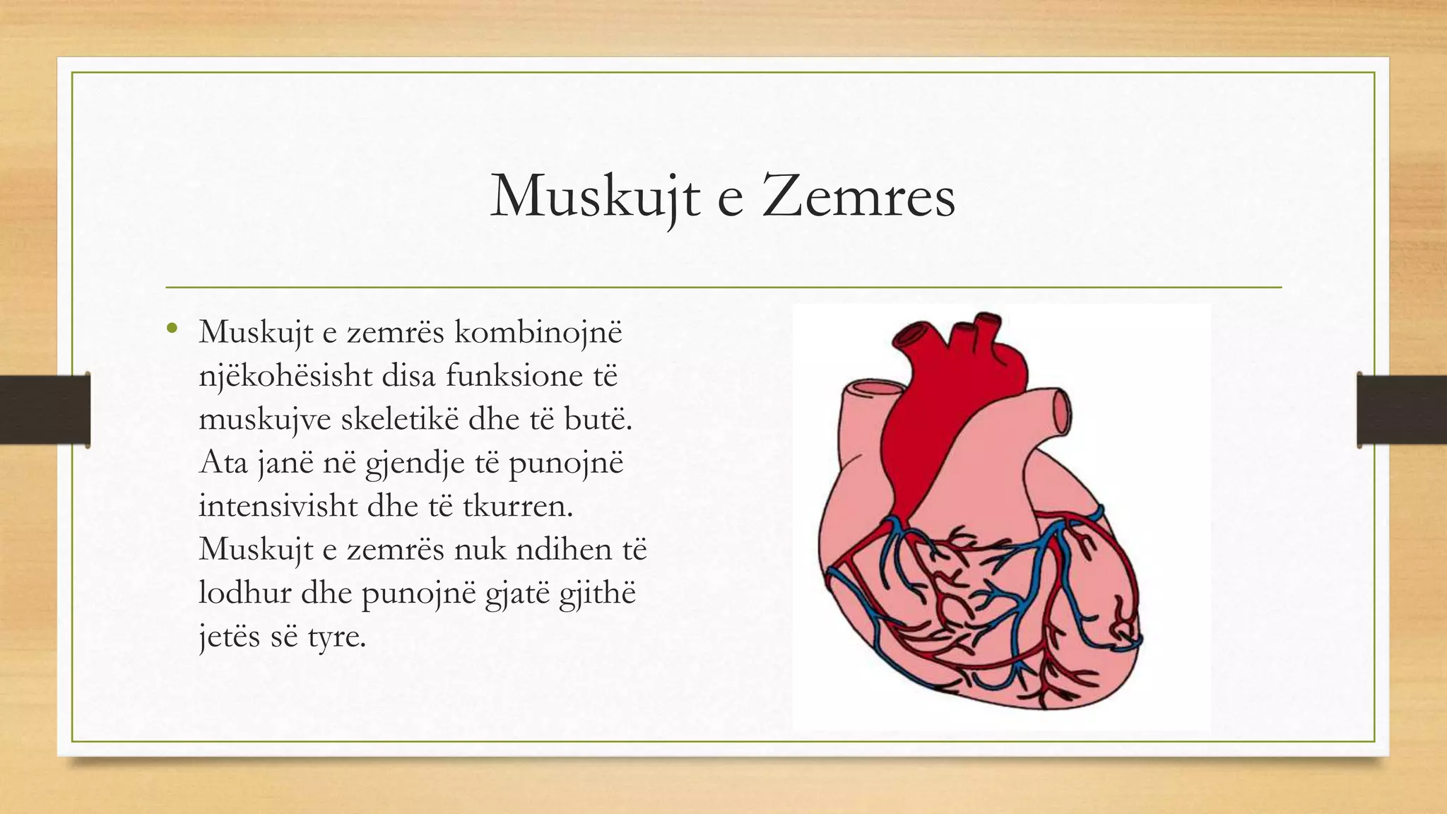 Muskujt e trupit te njeriut | PPTX