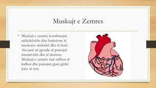 Muskujt e trupit te njeriut | PPTX