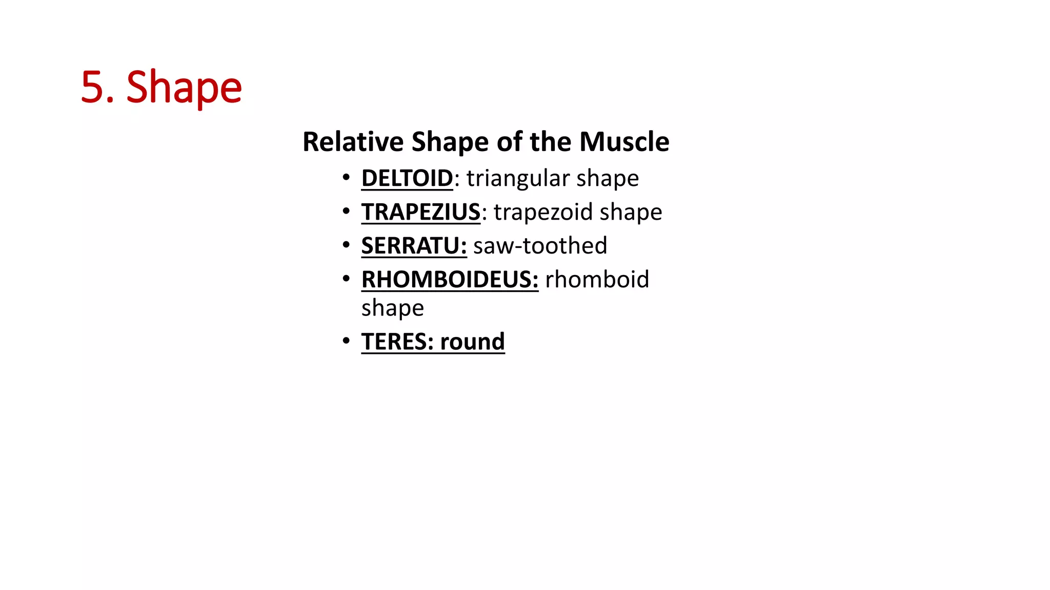muskular system anatomy.pptx