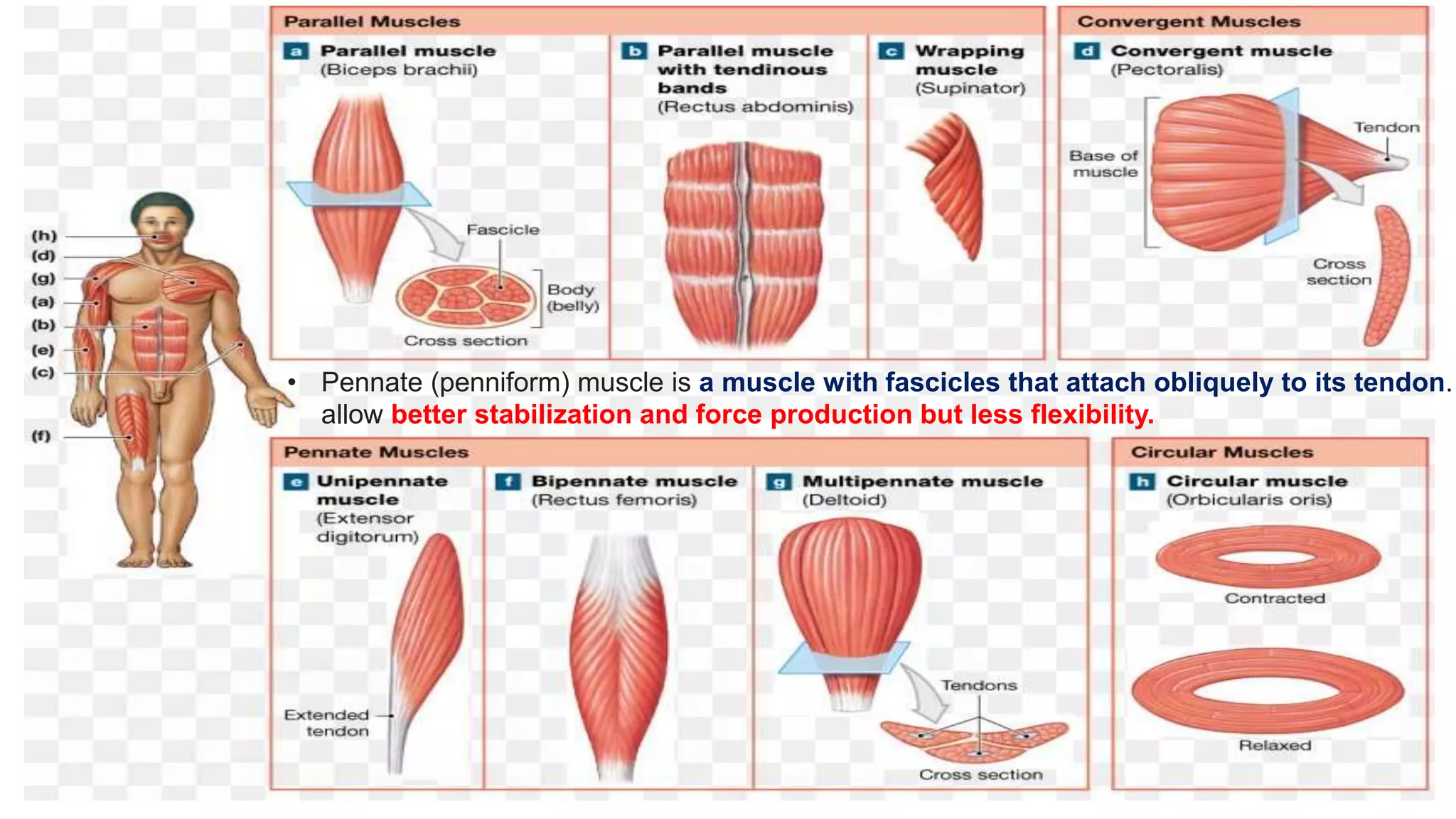 muskular system anatomy.pptx