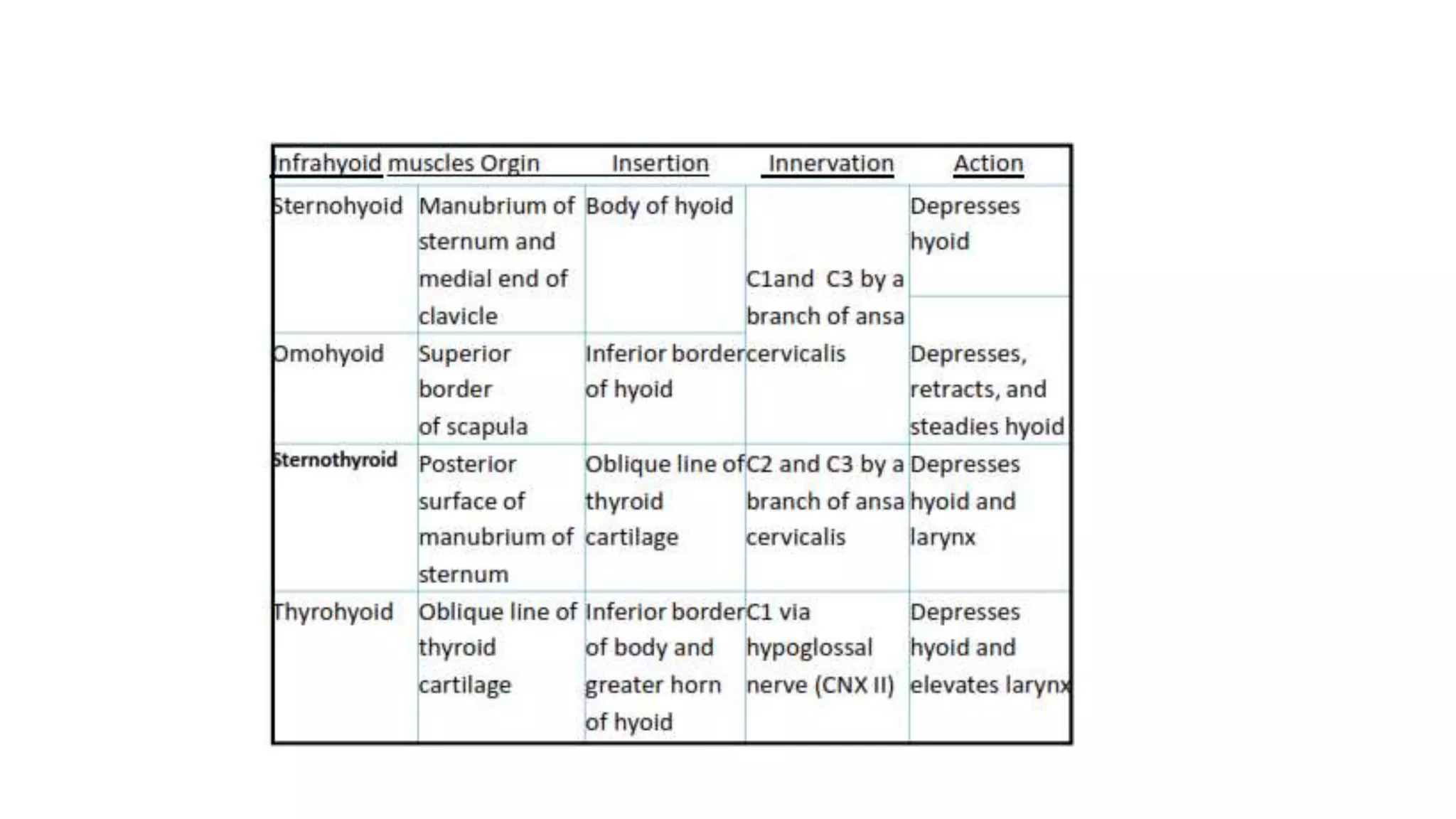 muskular system anatomy.pptx