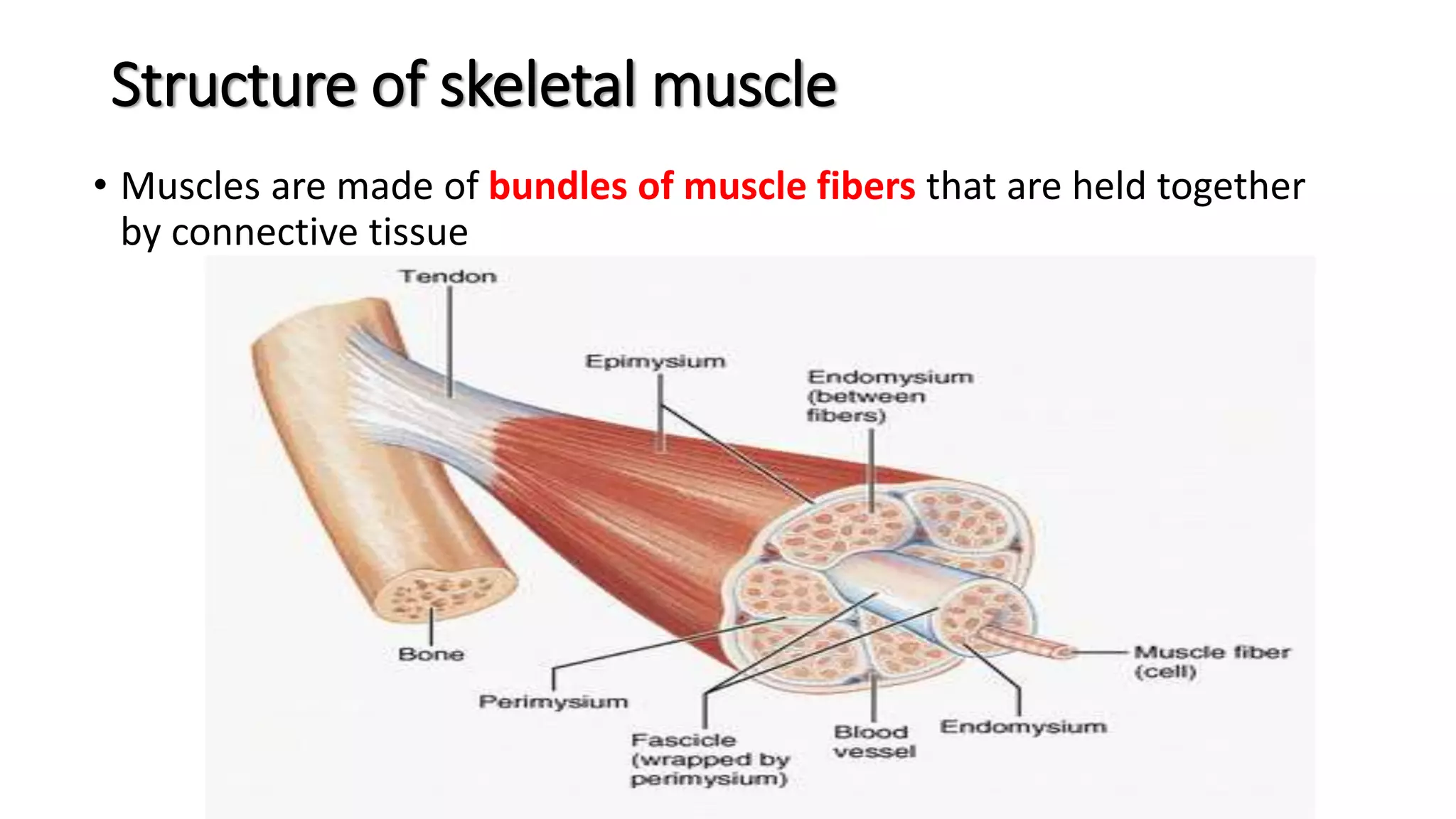 muskular system anatomy.pptx