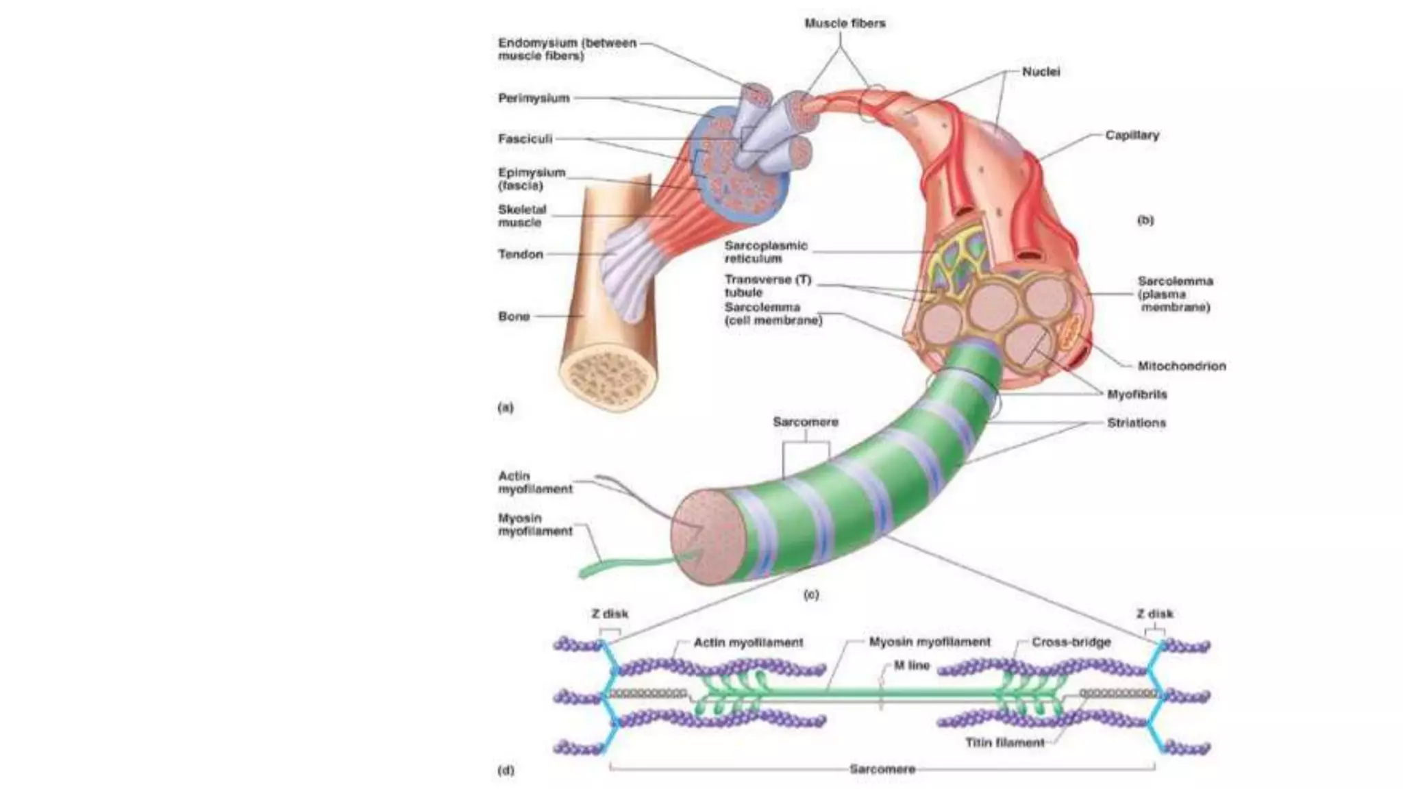 muskular system anatomy.pptx
