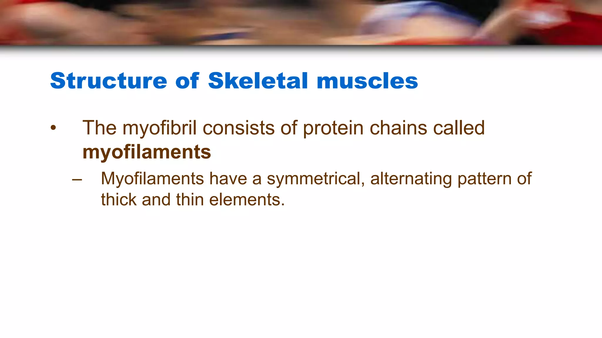 muskular system anatomy.pptx