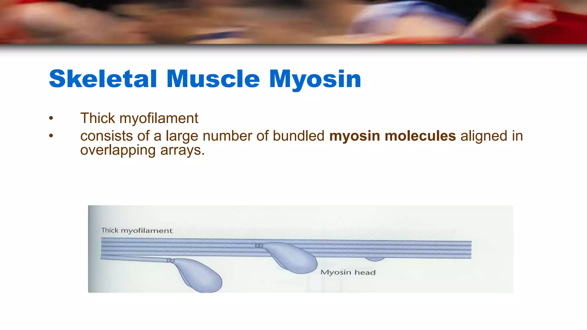 muskular system anatomy.pptx