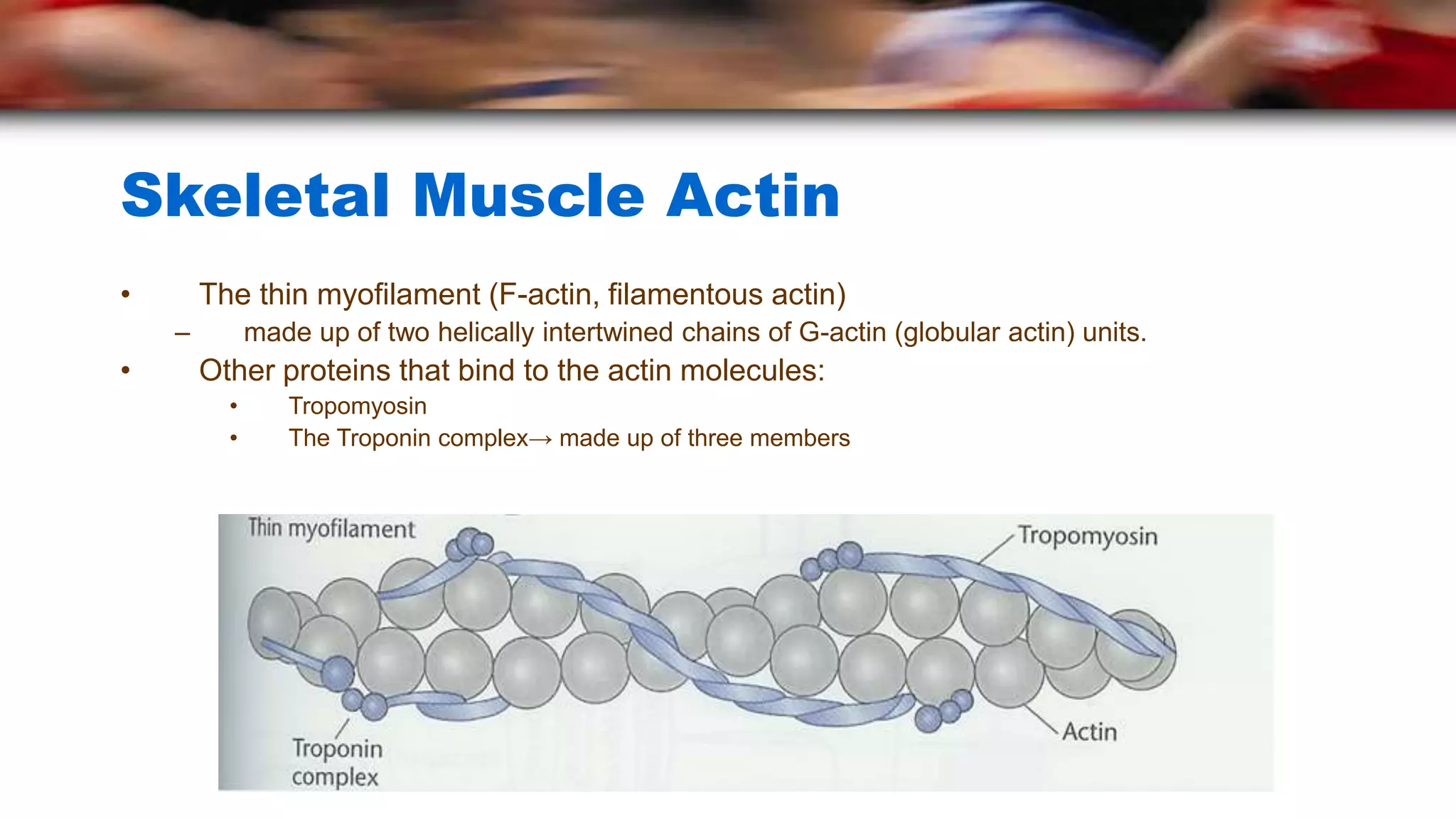 muskular system anatomy.pptx