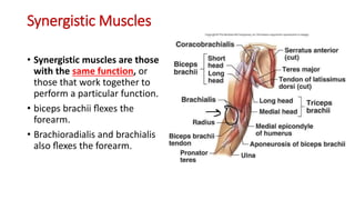 muskular system anatomy.pptx