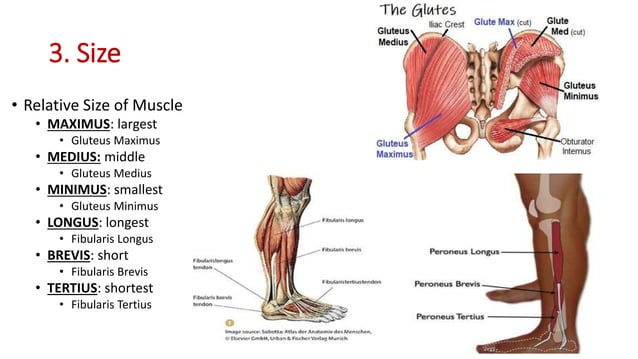 muskular system anatomy.pptx