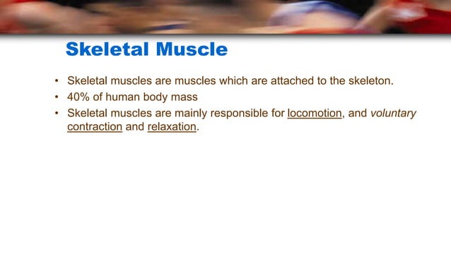 muskular system anatomy.pptx