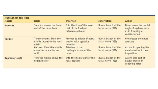 muskular system anatomy.pptx