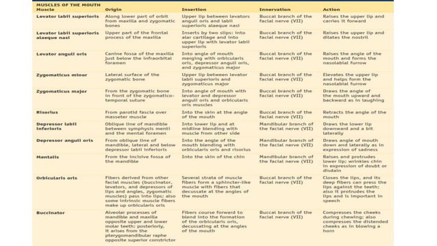 muskular system anatomy.pptx