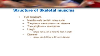 muskular system anatomy.pptx