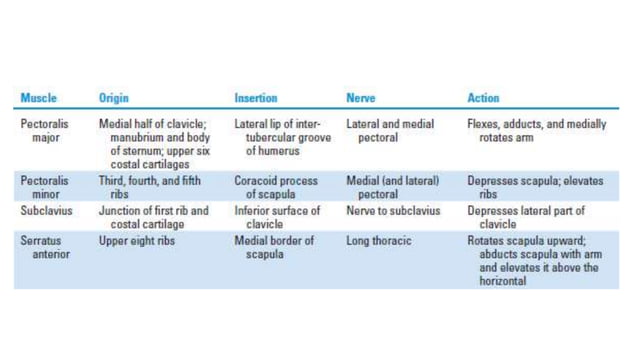 muskular system anatomy.pptx