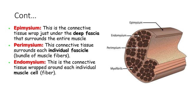 muskular system anatomy.pptx