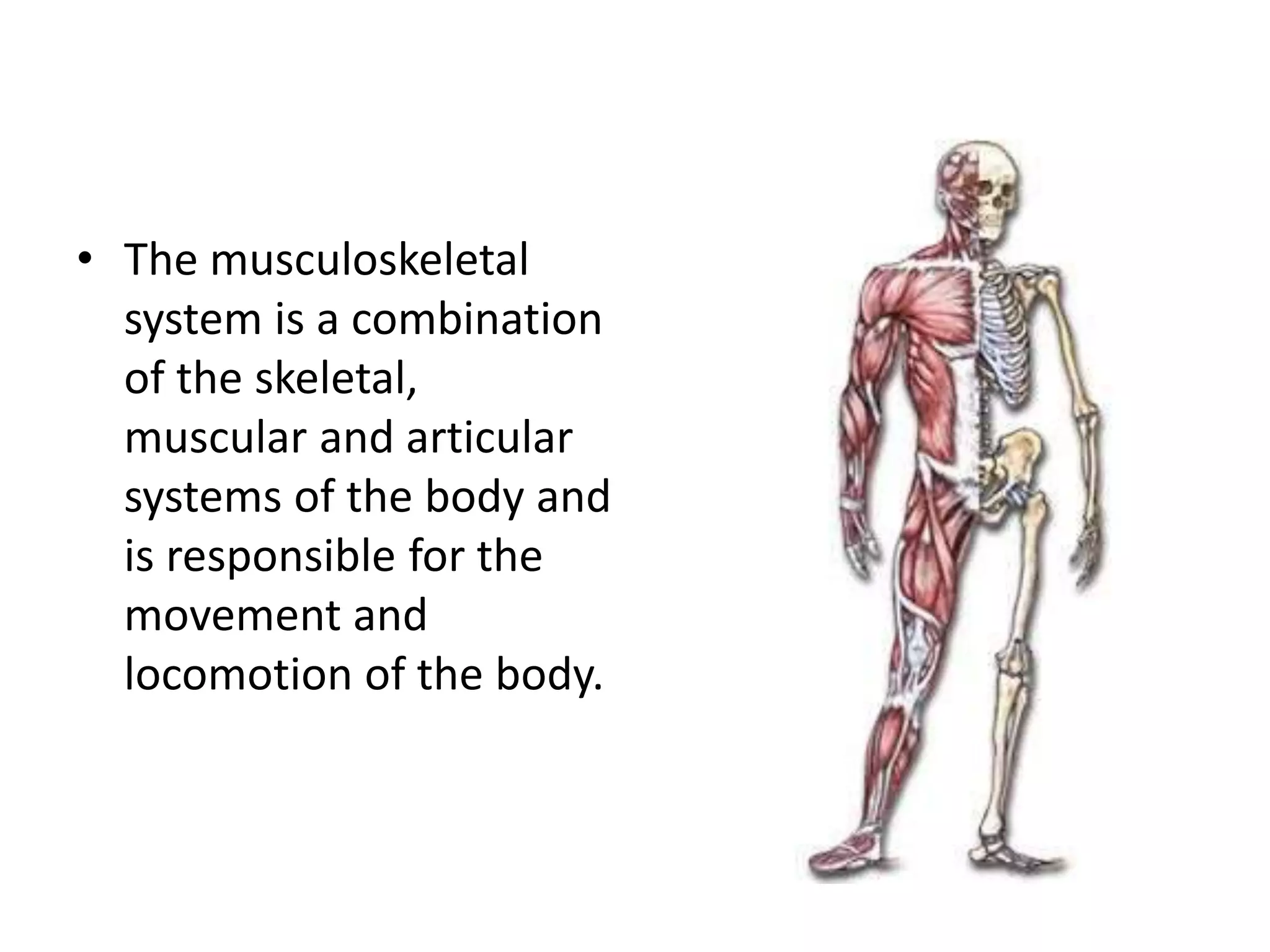 Muskuloskeletal system for 1st year bsc nursing | PPTX