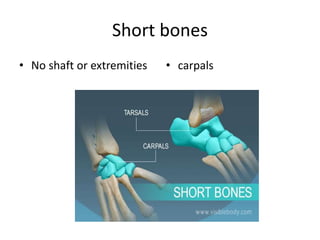 Muskuloskeletal system for 1st year bsc nursing | PPTX