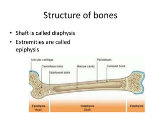 Muskuloskeletal system for 1st year bsc nursing | PPTX